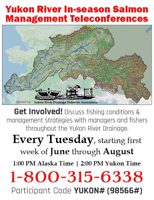 Yukon River In-season Salmon Management Teleconferences resume from ...